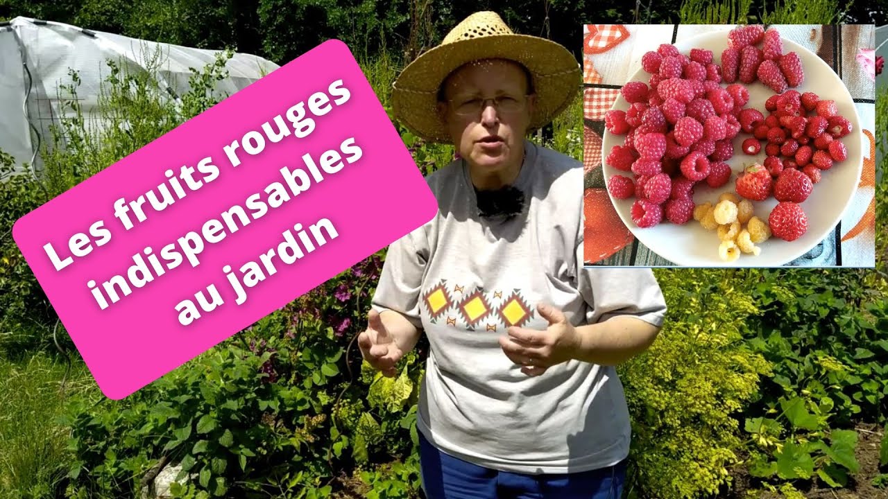Les fruits rouges indispensables au jardin - YouTube