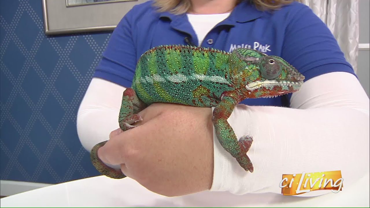 Critters Uncaged: Miller Park Zoo - YouTube