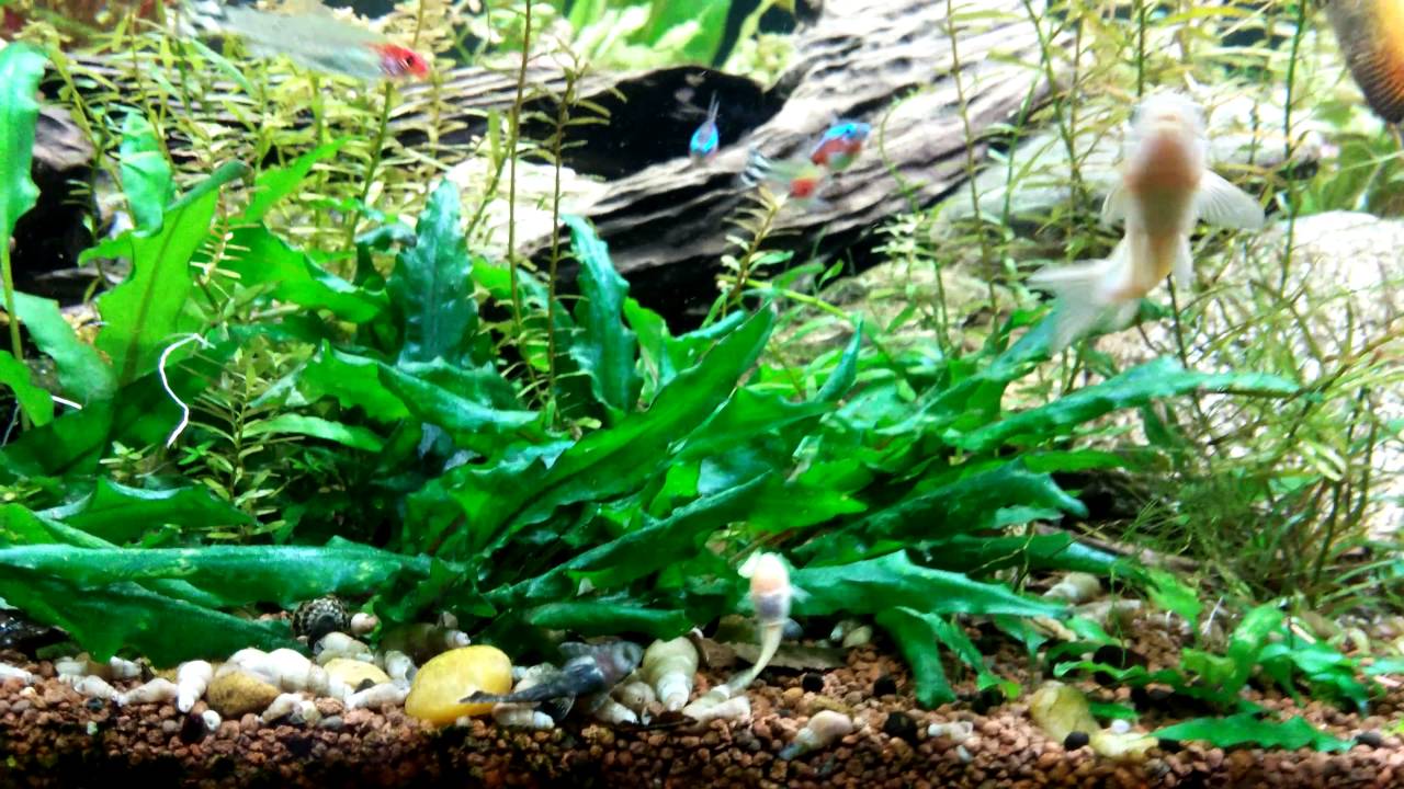 Aquarium 450L discus and dwarf chiclids - YouTube