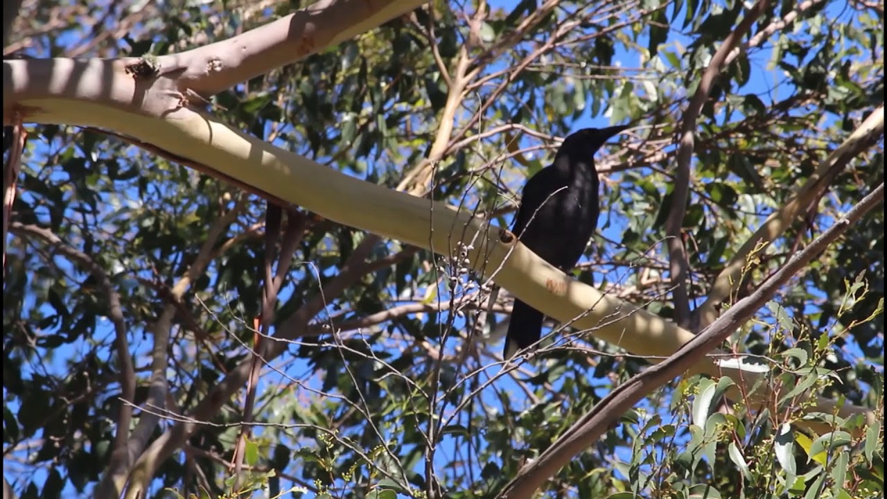 Currawong Corroboree Black Currawong Calls - YouTube