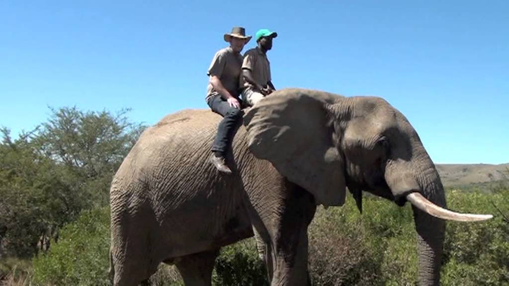 Elephant Ride - Addo - YouTube