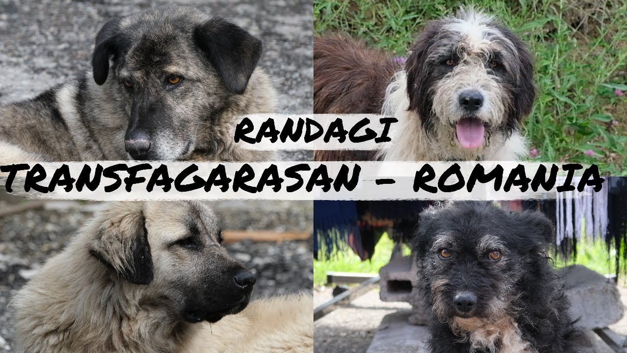 CANI RANDAGI TRANSFAGARASAN - ROMANIA - YouTube