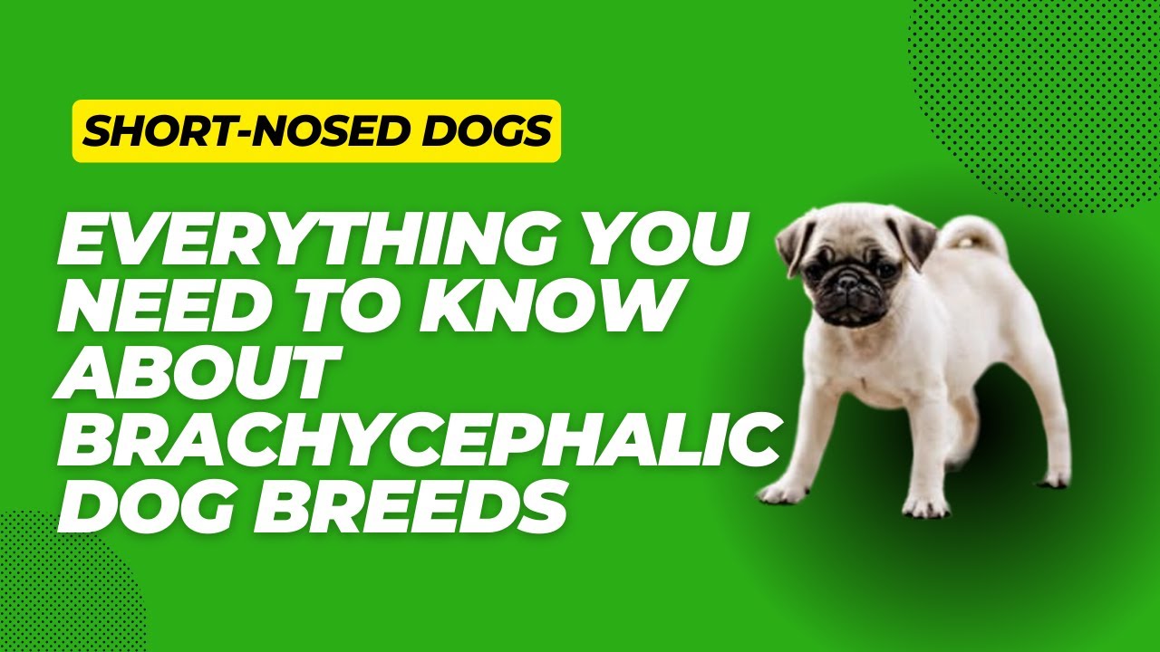 Short-Nosed Dogs: Everything You Need To Know About Brachycephalic Dog ...