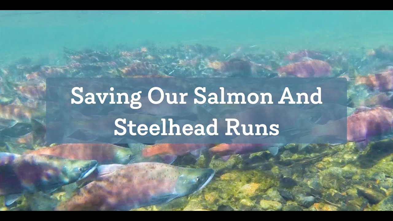 Saving Our Salmon And Steelhead Runs - YouTube