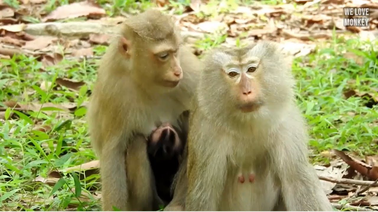 Grandma Terasa is A Strong Female Monkey in Troop So Hopefully Grandma ...