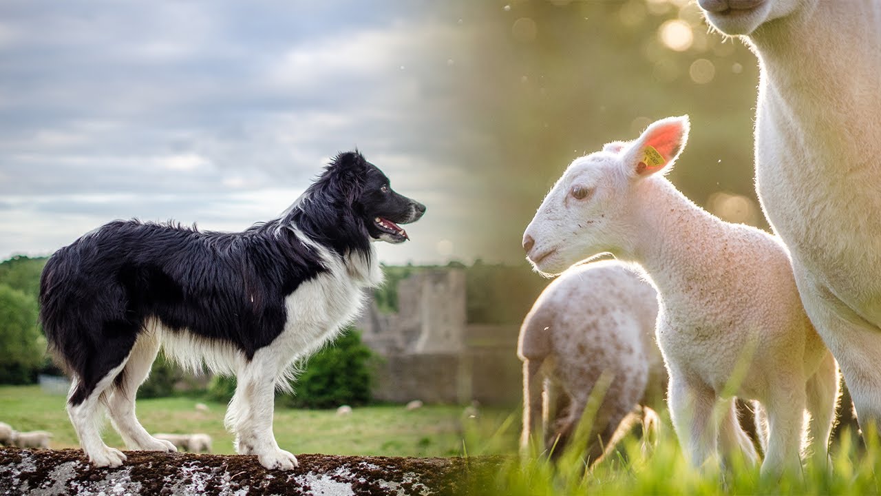 Lambing • Ireland 2020 - YouTube