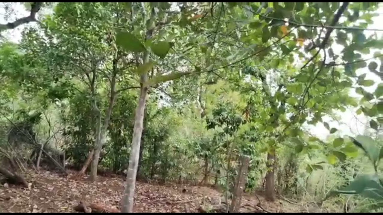 Jackfruit Farm And harvesting - YouTube