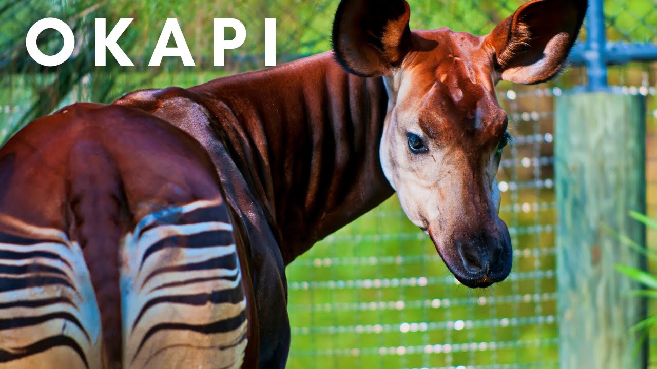 Okapi Feeding | Wildlife reserve | Giraffe | Animals | No Copyright ...