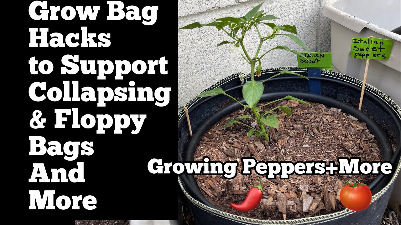 Grow Bag MISTAKES Easy Fix in Garden, Grocery Sacks or Fabric Pots ...