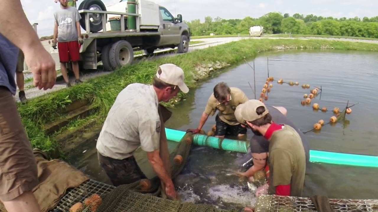 sorting catfish for spawning - YouTube