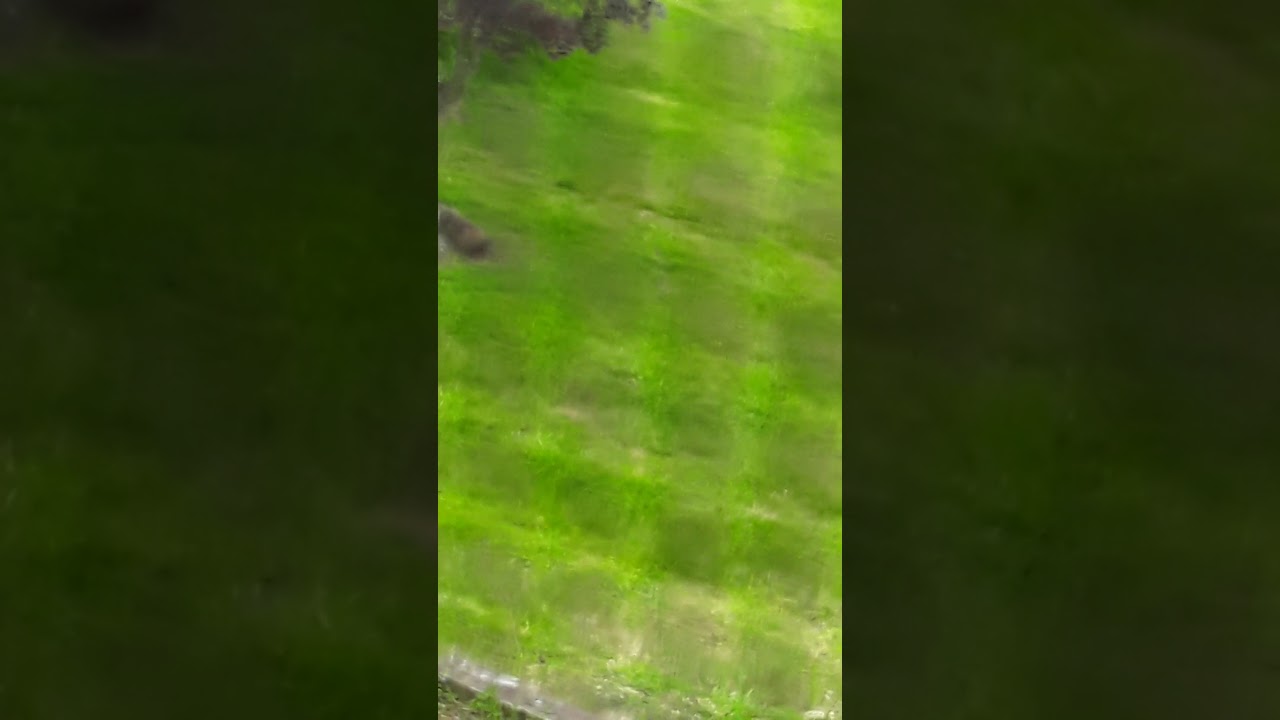 Groundhogs fighting - YouTube