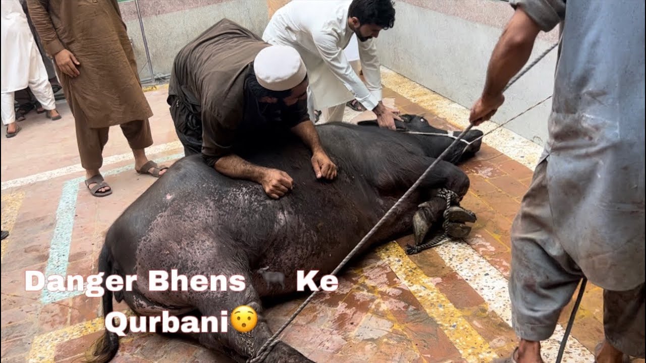 Bhens🐃 (buffalo) Qurbani For Wedding Watch Video Till End ️ - YouTube