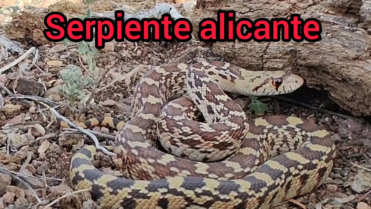la serpiente alicante - YouTube