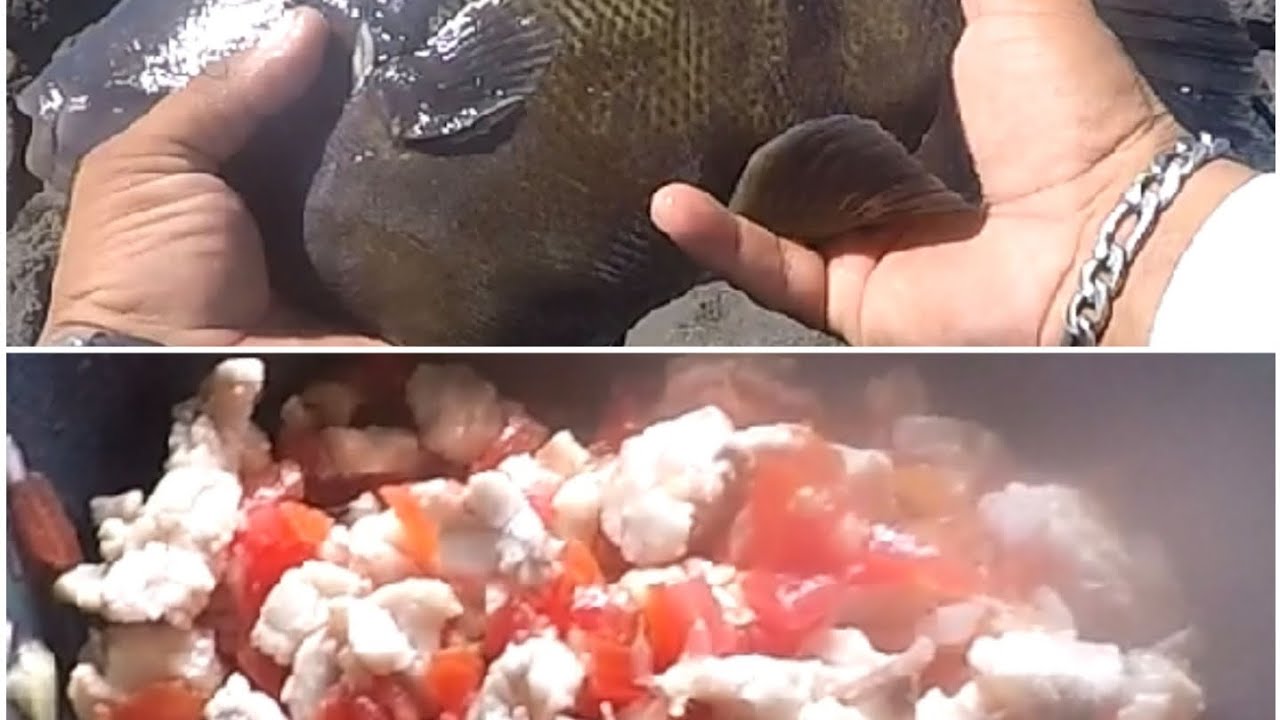 captura y ceviche pez cuche en mizata del mar a la boca. - YouTube