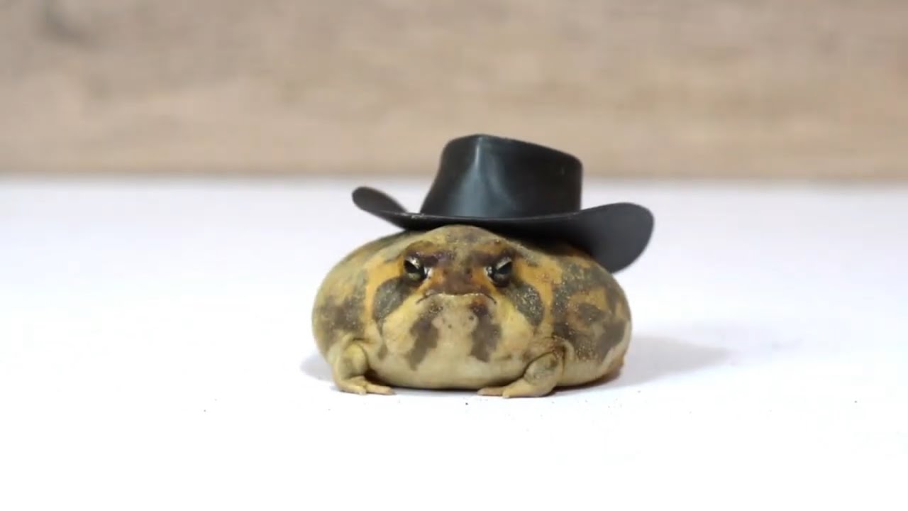 Grumpy Desert Frogs! (SING-A-LONG ♫) - YouTube