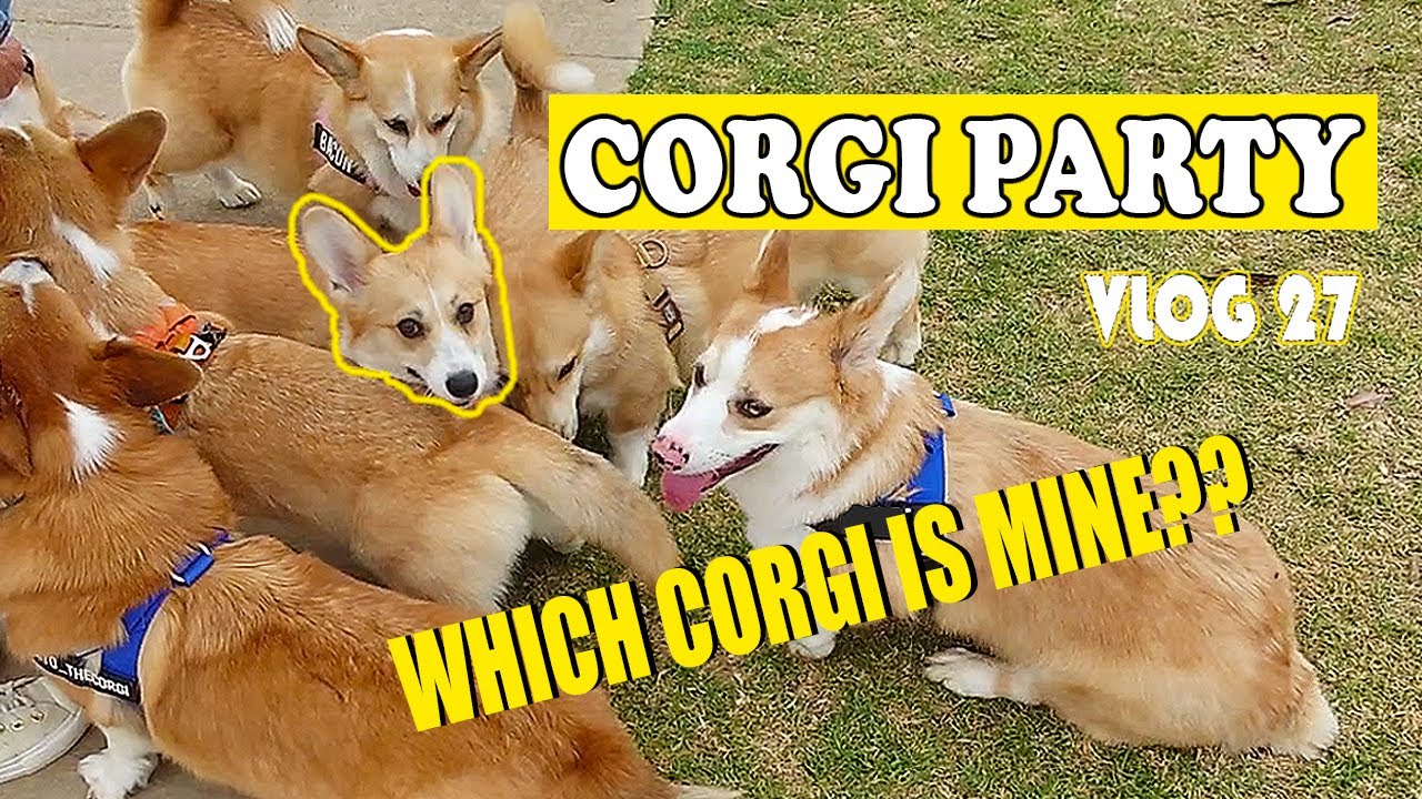 I LOST MY DOG | Corgi party + Corgmas | Pocky the Corgi (Vlog 27) - YouTube