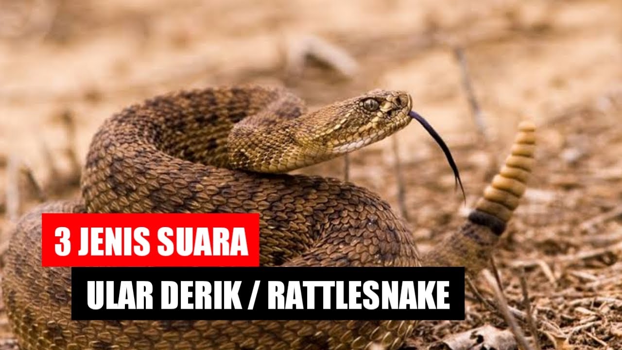 Merinding!! Suara Ular Derik Yang Bikin Ngilu | Dhika Oulson - YouTube