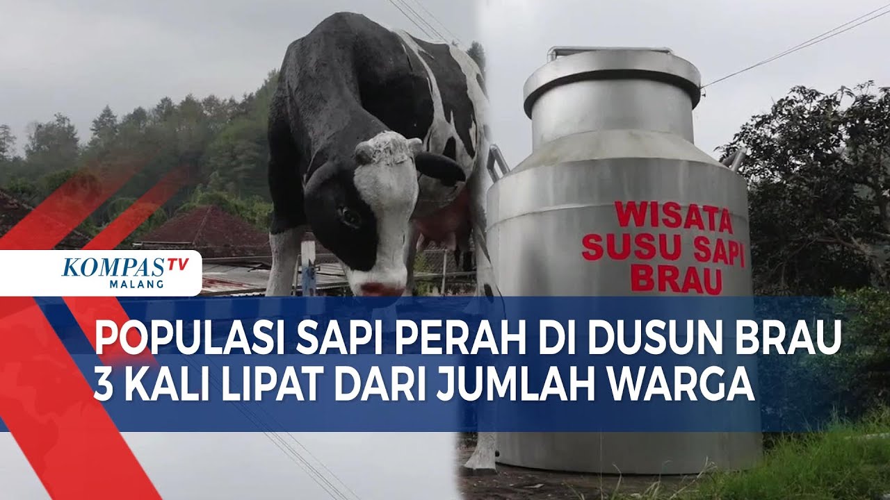 Susu Sapi yang Tak Pernah Kering dari Dusun Terpencil di Kota Batu ...