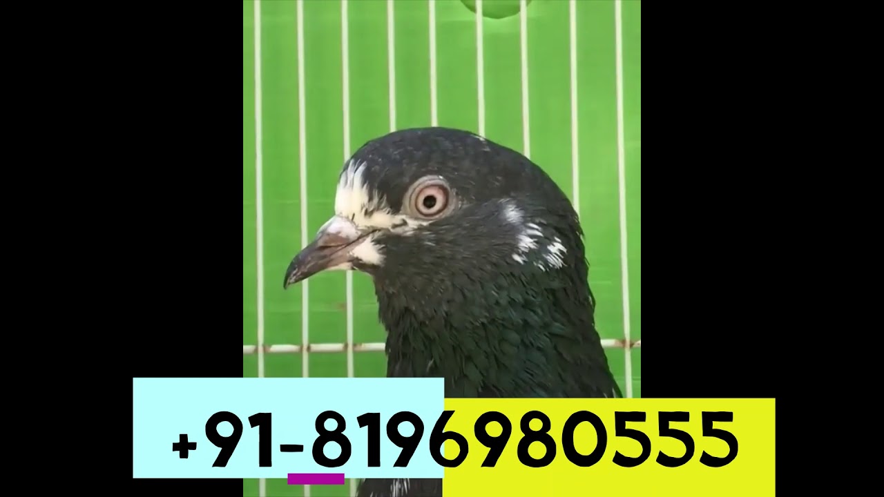 High flying Kabootar from Gurdaspur, Punjab | Pigeons video 2020 - YouTube