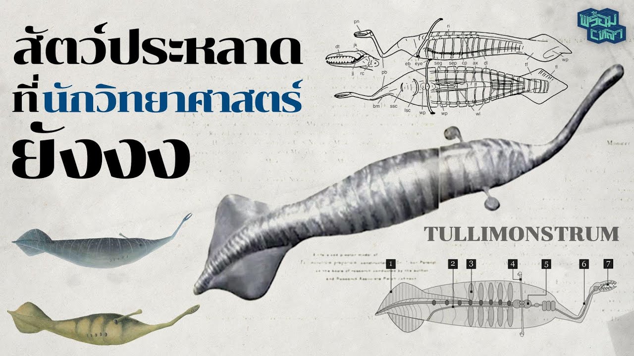 Tully Monster: สัตว์ประหลาดตัวจริง ที่นักวิทยาศาสตร์ยัง..งง? - YouTube