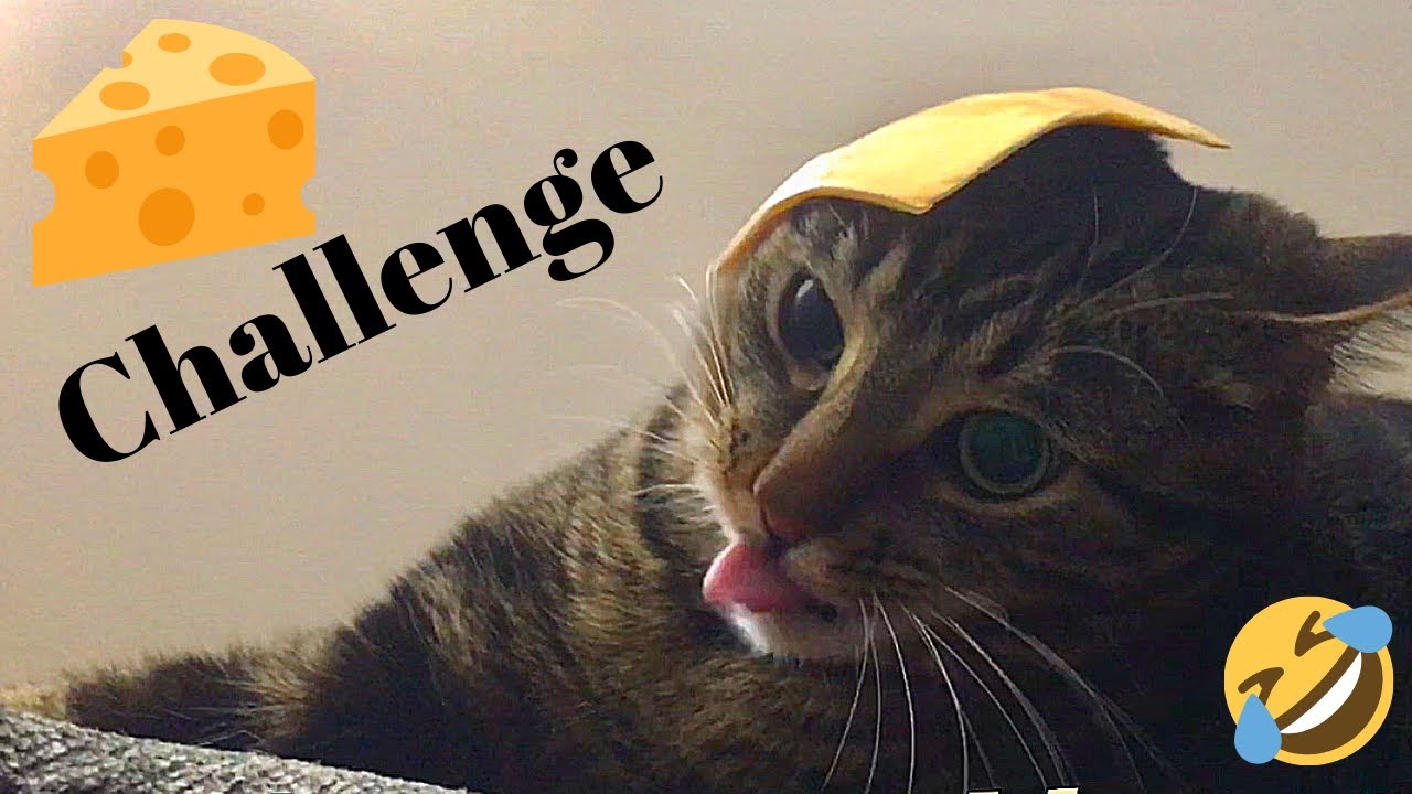 Cheese Challenge ** CAT - YouTube