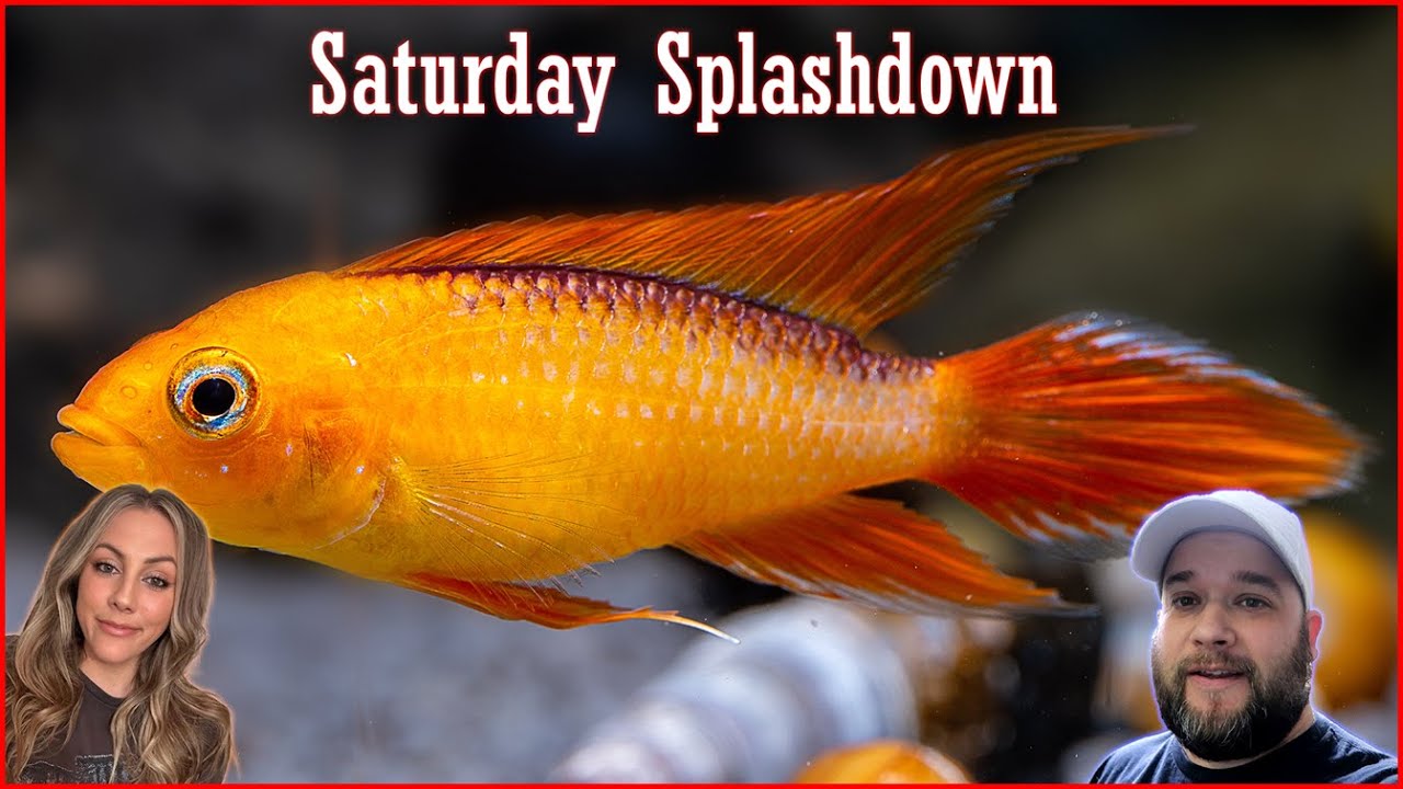 Saturday Special: What the Fish Do You Wanna Know? - YouTube