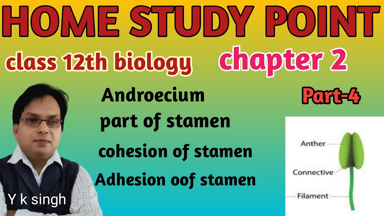 Androecium | structure of androecium |part of stamen - YouTube