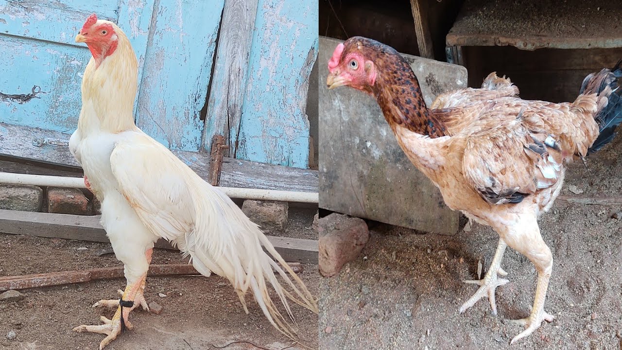 Fancy Noora Murga White Heera Aseel Chicken Asil Murga Murgi - YouTube