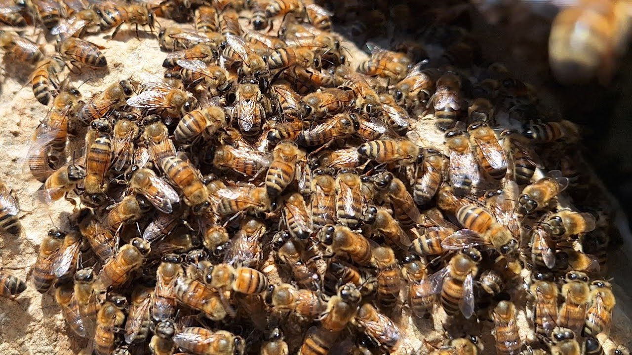 The queen bee and the nomadic woman #nomadic_woman #village #queen_bee ...