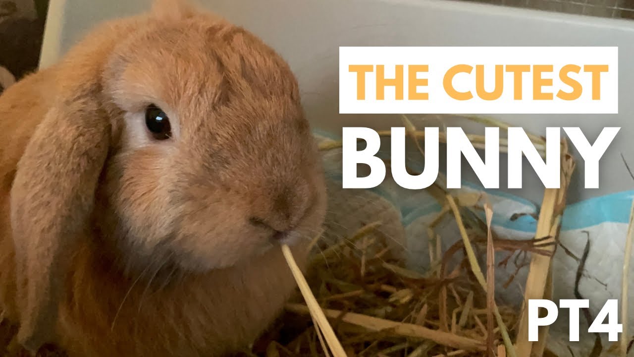 ⛔️WARNING: Don’t Skip Your Daily Bunny Dose! PT4 - YouTube