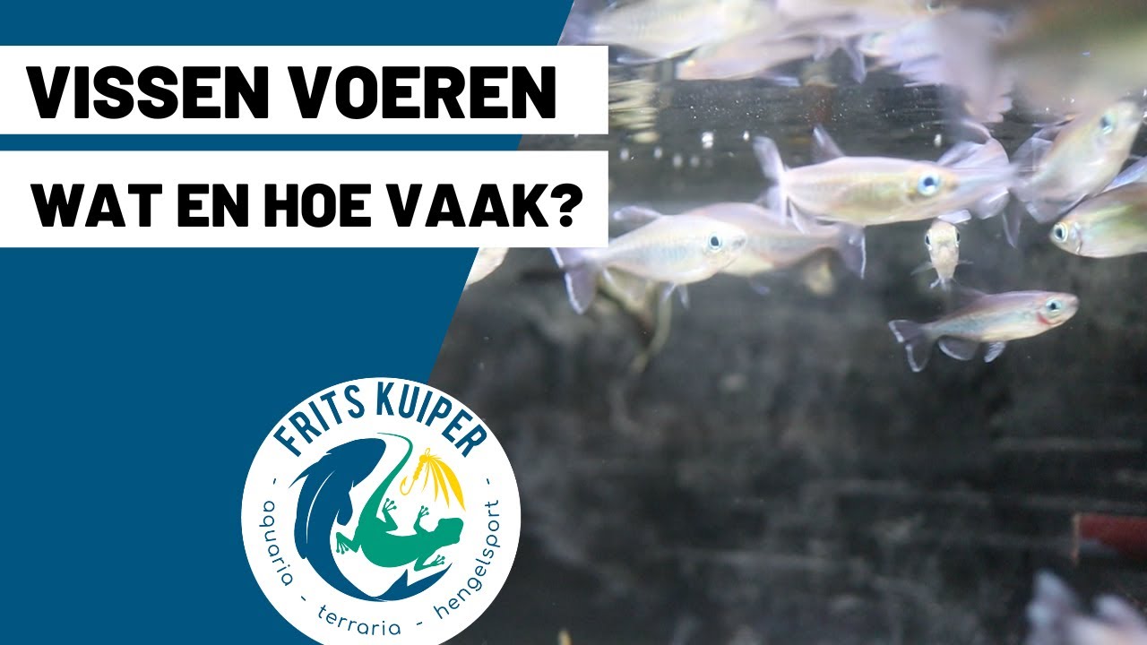 Hoe en wat vissen voeren: Alles over droogvoer, levend voer en ...