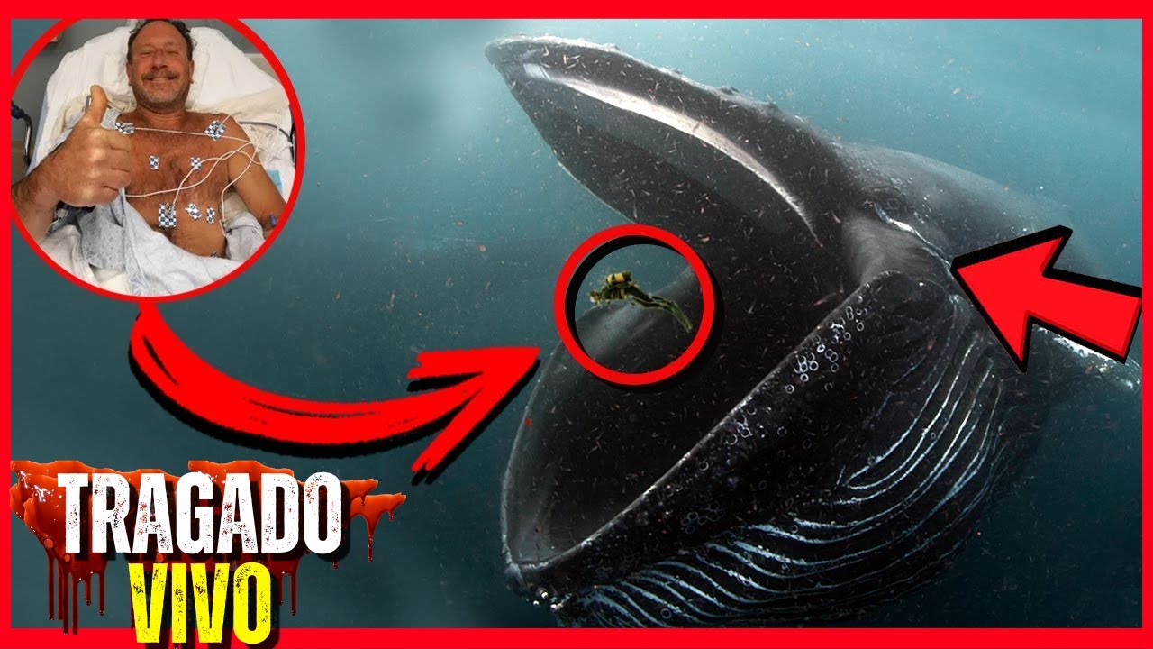 🔴BALLENA se TRAGA VIVO a un HOMBRE😱 – VIDEO REAL - YouTube