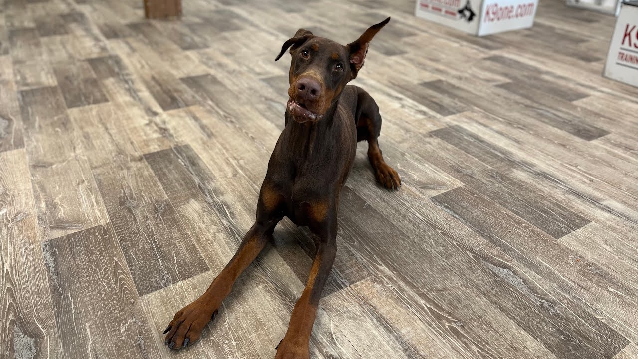 Freya the Dobermans first week of obedience training (Week 1) - K9one ...