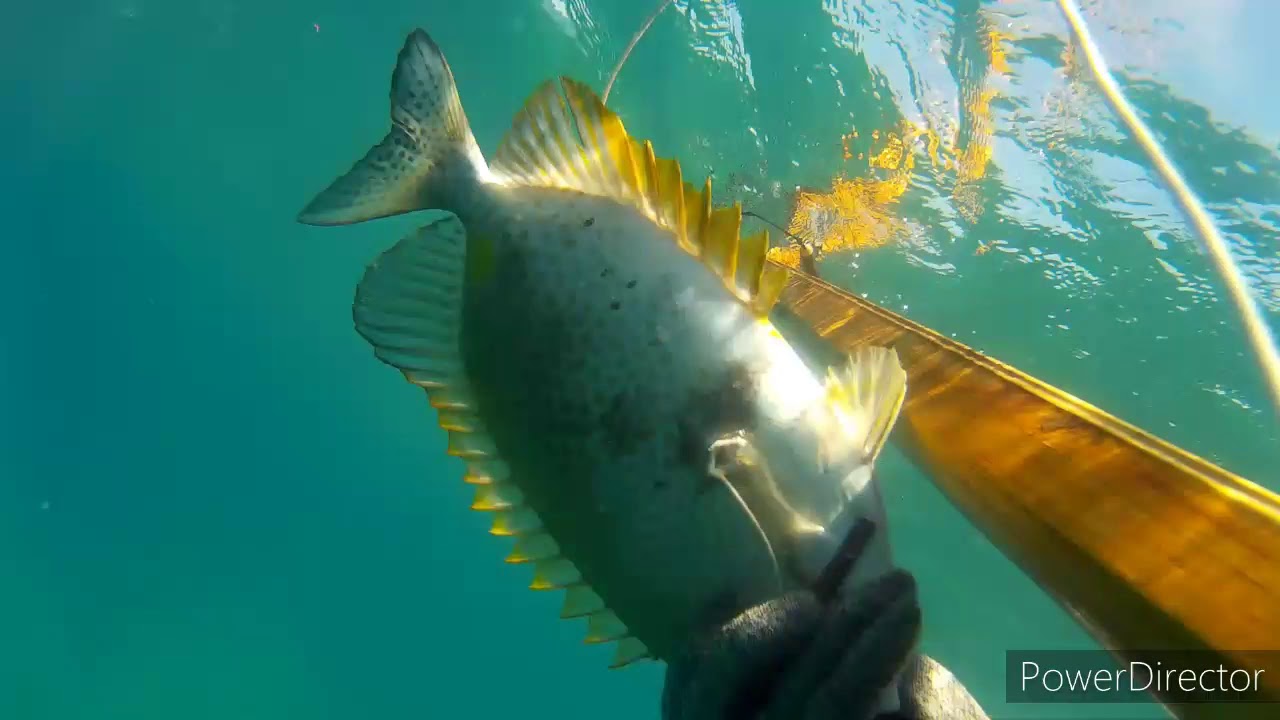 Spearfishing Philippines Cebu South #3 - YouTube