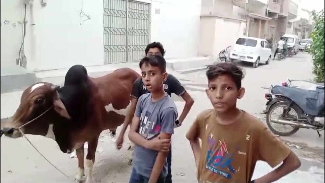 Affan abdullah umar zaid ka shandar qurbani ka janwar - YouTube