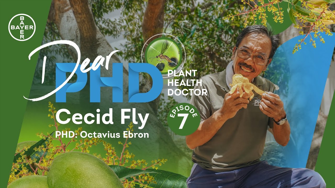 Dear PHD Ep. 7 | Mango Series Part 1 (Cecid Fly) - YouTube