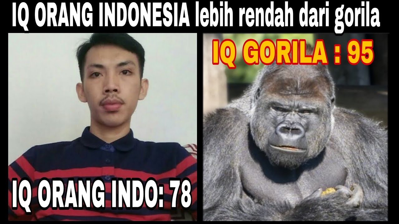 IQ orang indonesia lebih rendah dari gorila koko? - YouTube