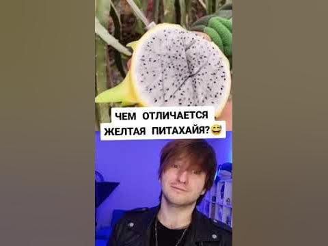 ЧЕМ ОТЛИЧАЕТСЯ ЖЕЛТАЯ ПИТАХАЙЯ? - YouTube