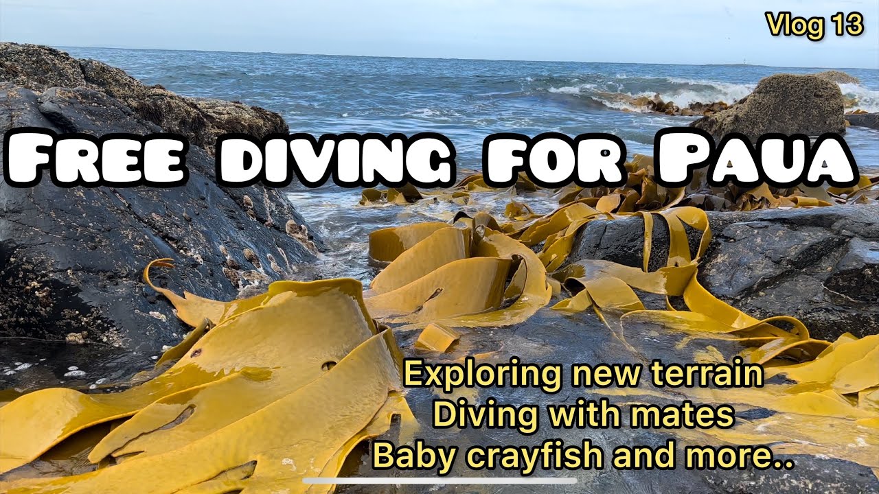 Free diving in the Deep South. Gathering paua with a mate. #freediving ...