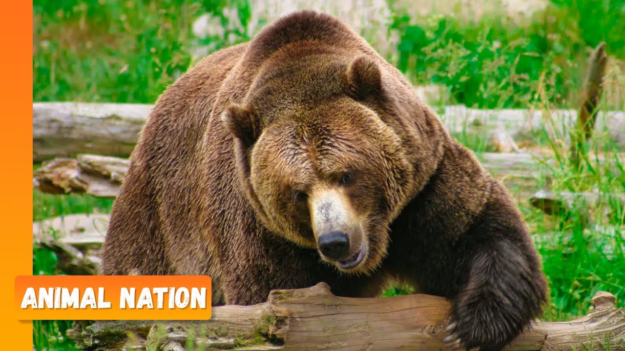 Grizzly Bears! - Animal Nation - YouTube