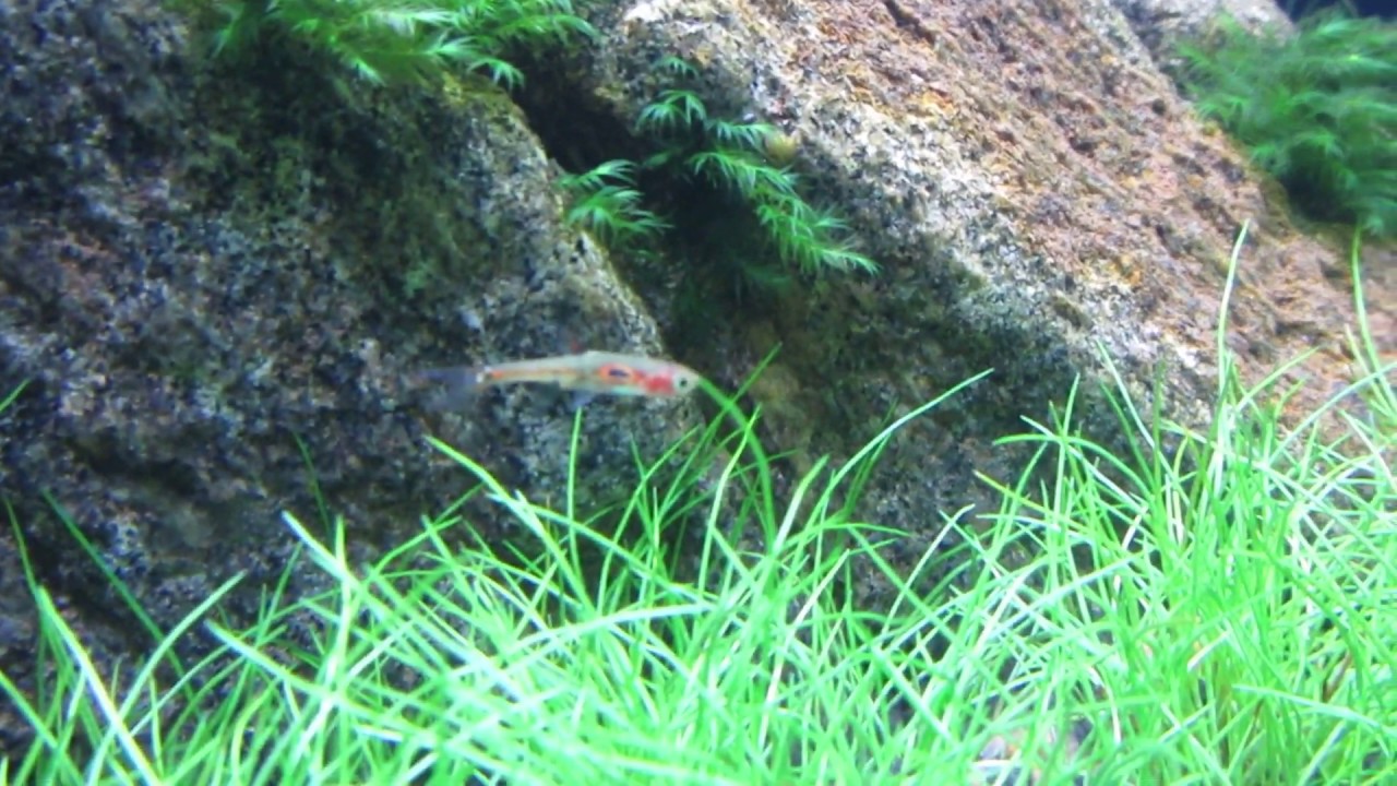 Boraras brigittae AKA Chili Rasboras or Mosquito Rasboras - YouTube
