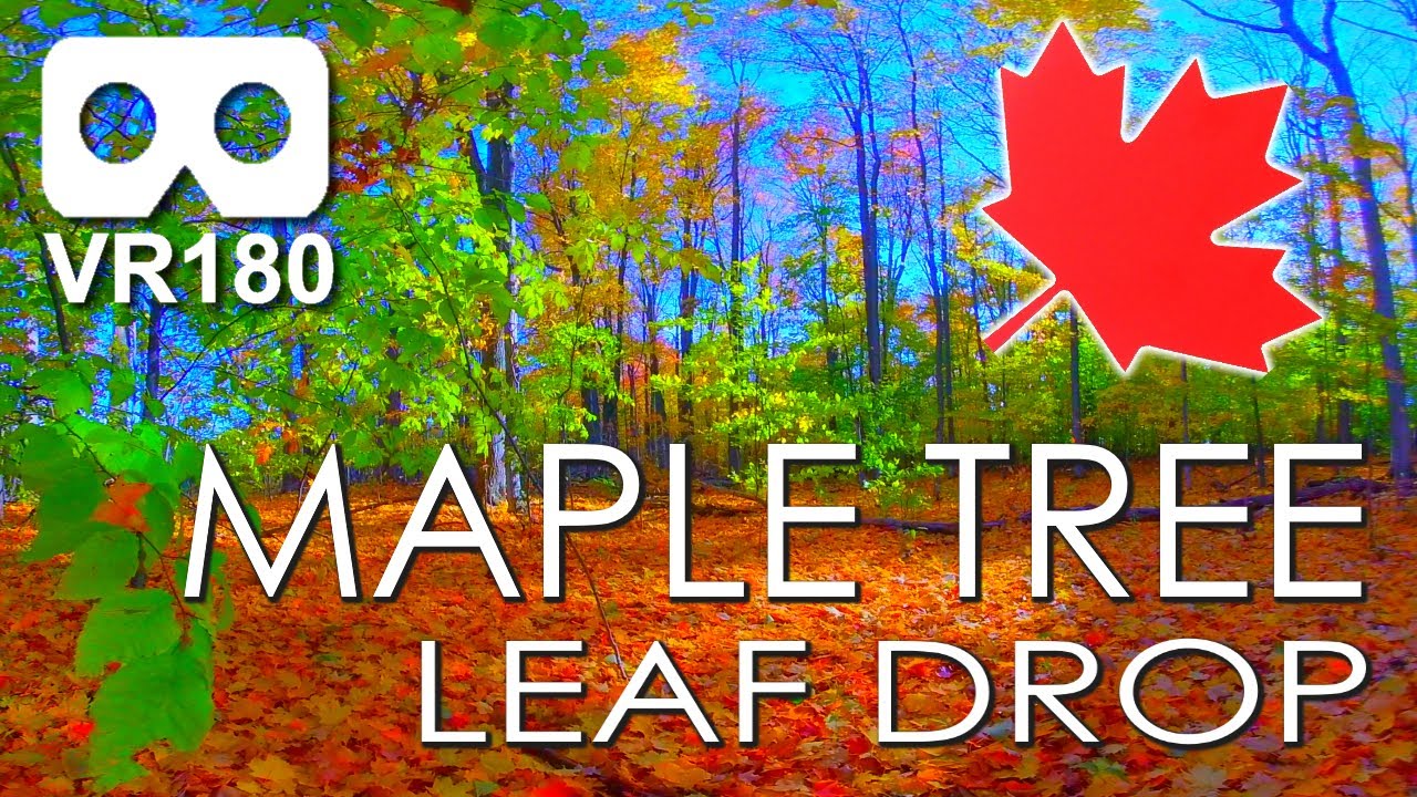 VR180 Autumn: Maple Tree Leaf Drop - Witness The Annual Autumn ...