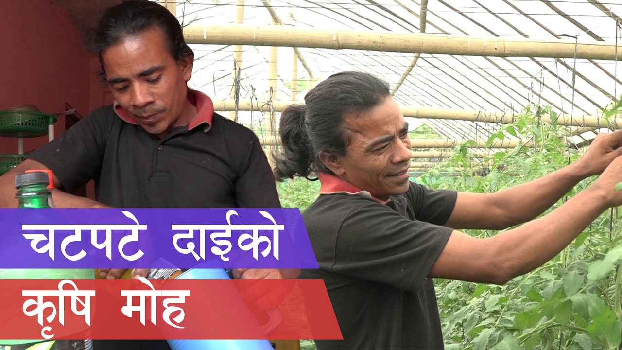 खाडी मूलुक छोडीयो, कृषि कर्म रोजियो || Tarkari Farming in Nepal ...