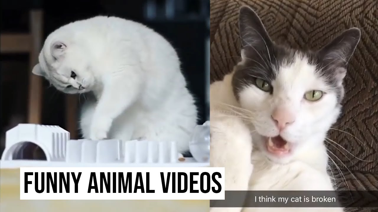 Silly & Clumsy Cat Bloopers Funny Animal Videos - YouTube