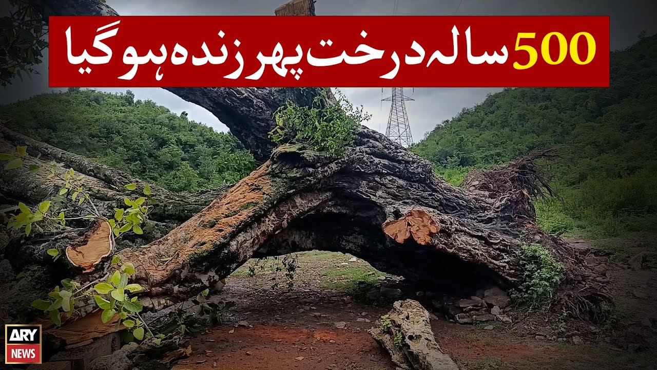 Historic 500-Year old Bargad Tree in Murree Revived After Falling in ...
