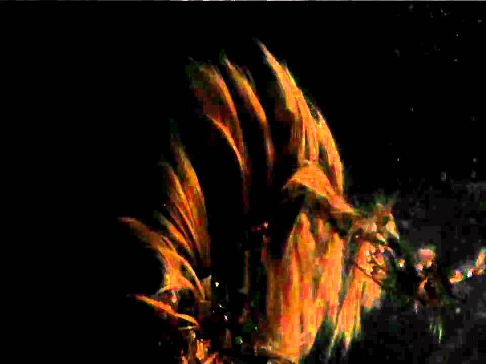 Sorry Bunch presents: On Water We Float - YouTube