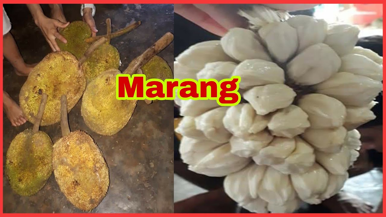 How sweet this kind of Fruit Marang . - YouTube
