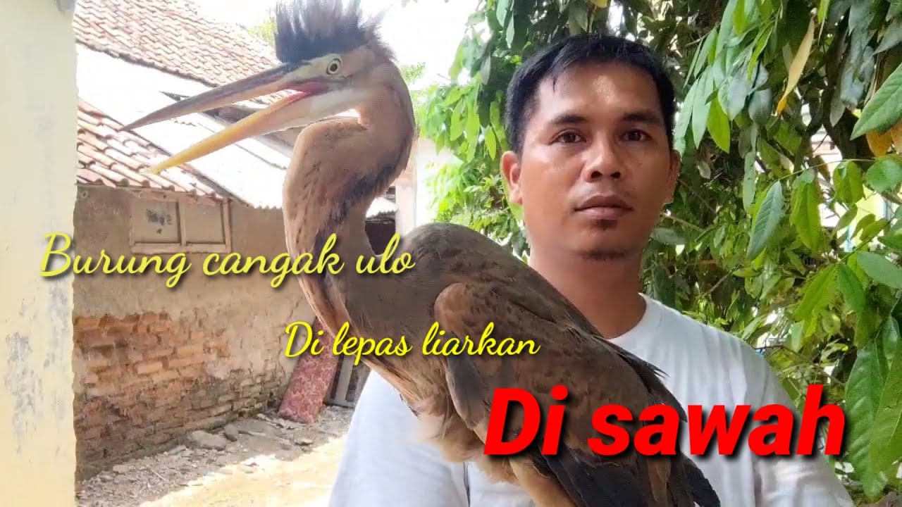 Review burung cangak ulo yang bisa di umbarkan di sawah ...