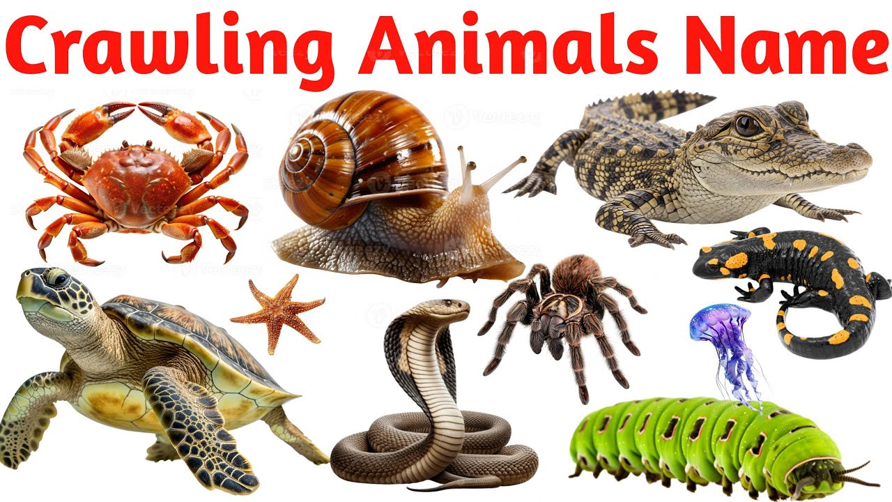 Crawling Animals Name for Kids | Crawling Animals | English Vocabulary ...