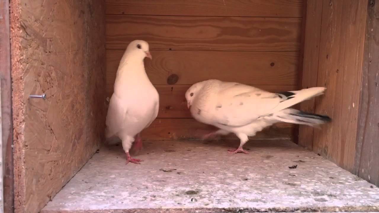 Iranian Pigeons / Koter / Pigeon / الحمام الايراني الاطيار /Irani toghi ...